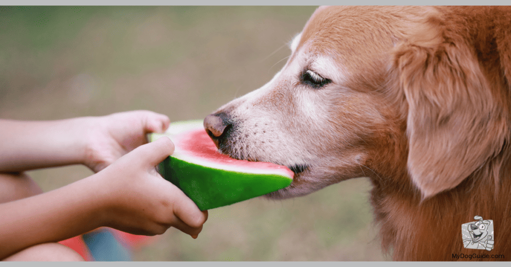 Home - mydogguide.com